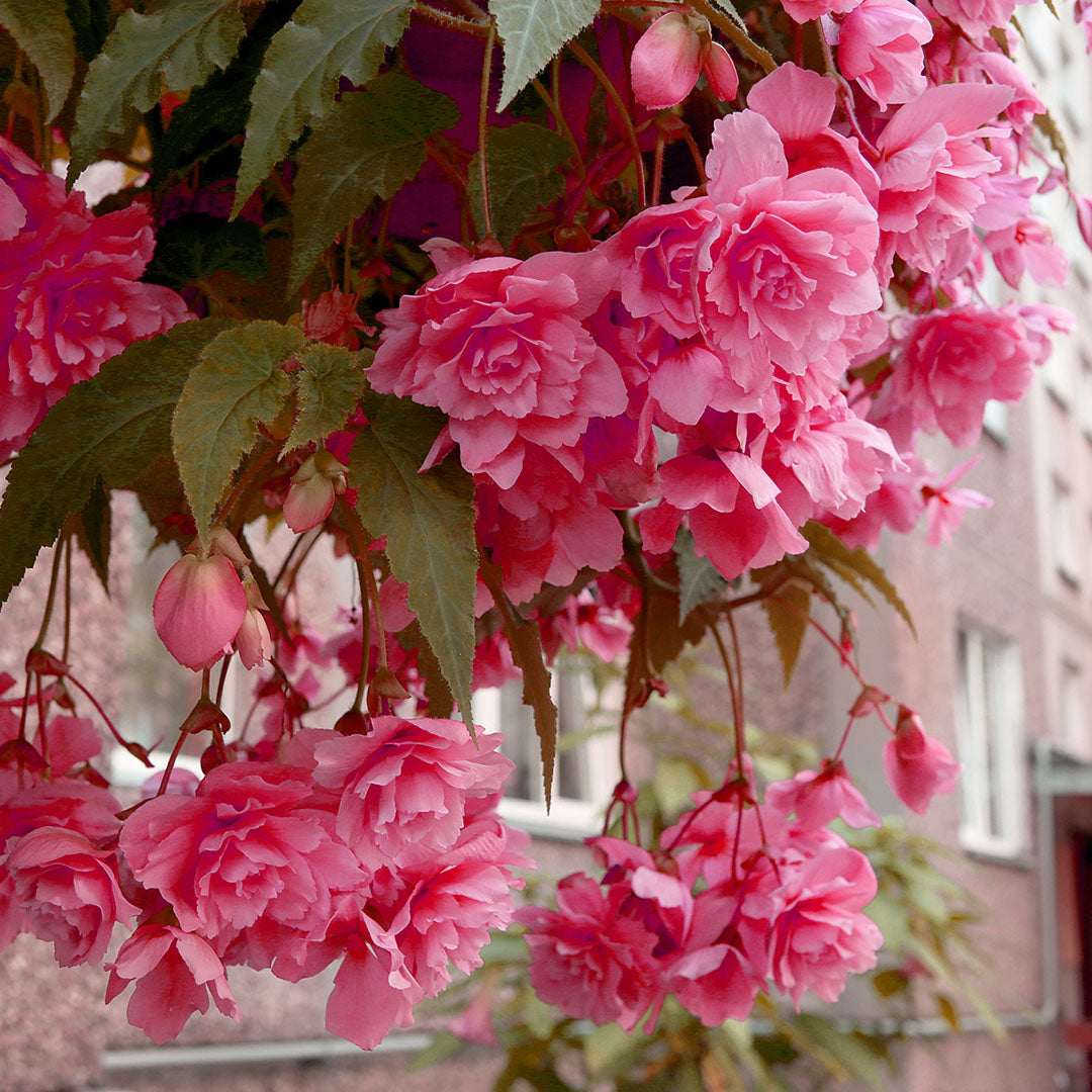 Begonia Pendula Pink - Begonii - bulb – Lavandă de România