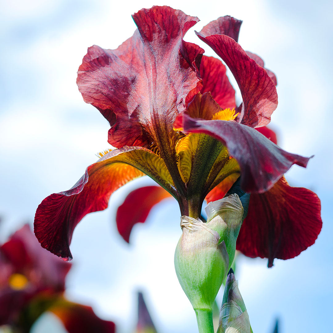 Iris Hollandica 'Red Ember' - Stanjenei Olandezi - bulbi – Lavandă de ...