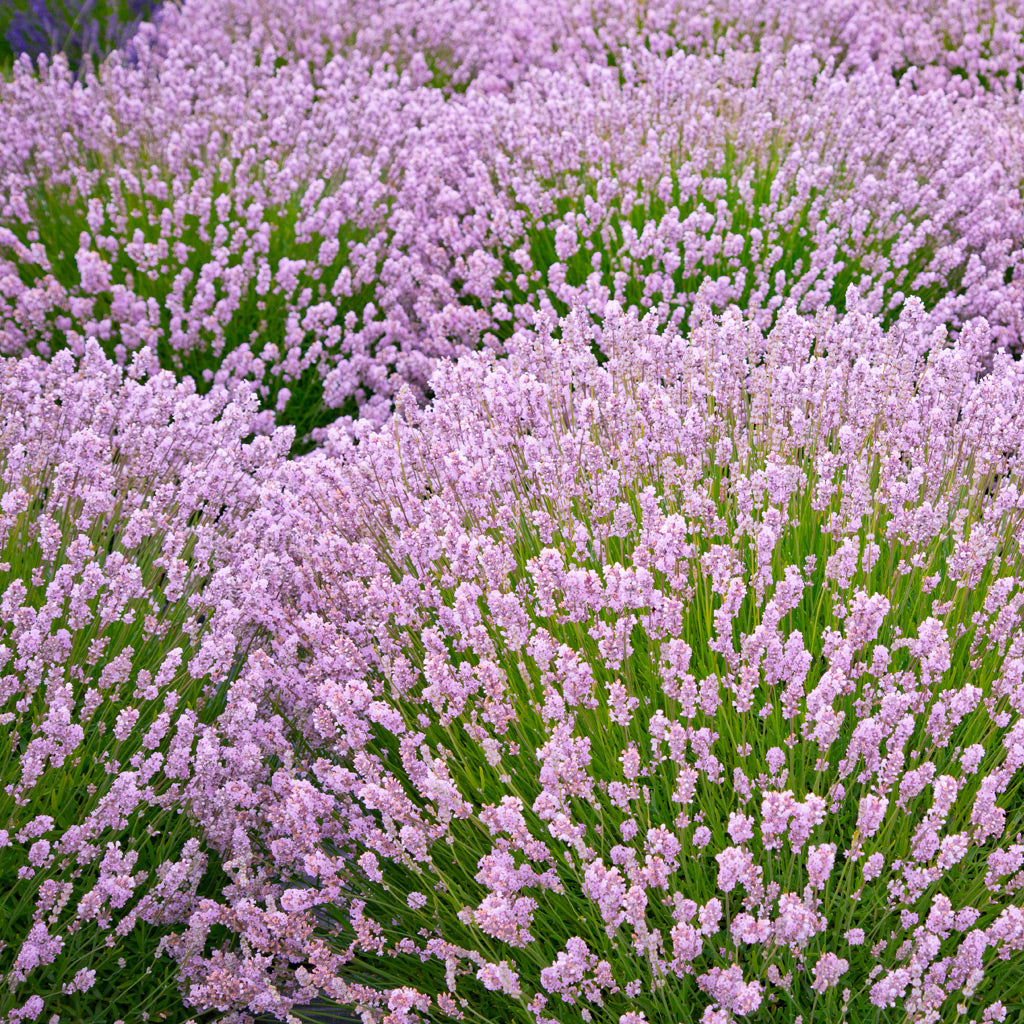 Lavandă Roz la ghiveci - pachet de 9 bucăți - Lavandă de România
